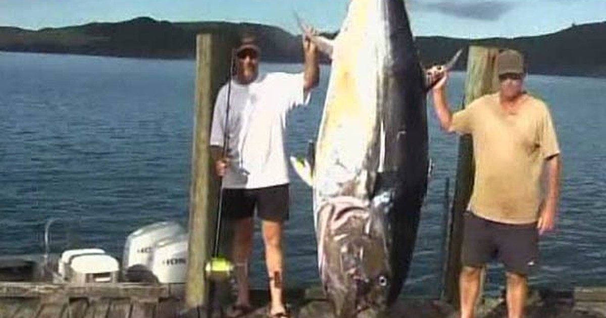 G1 - Neozelandês pesca atum de 335 quilos - notícias em Mundo