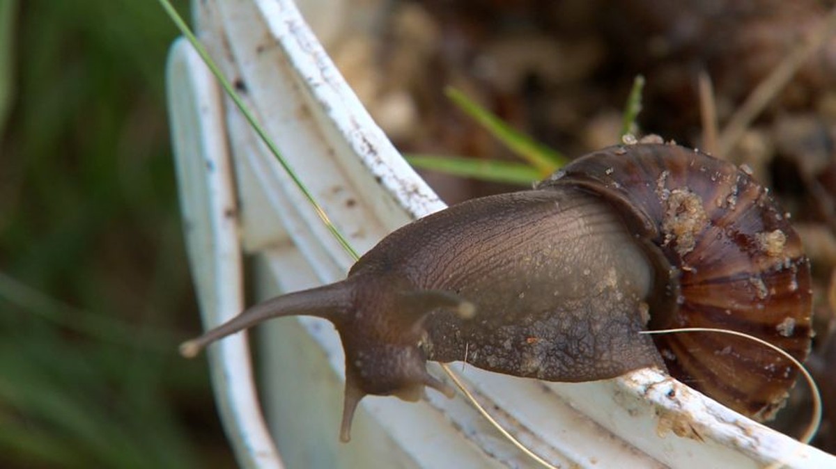 Caramujos africanos incomodam frequentadores da Praia da Costa, em Vila ...