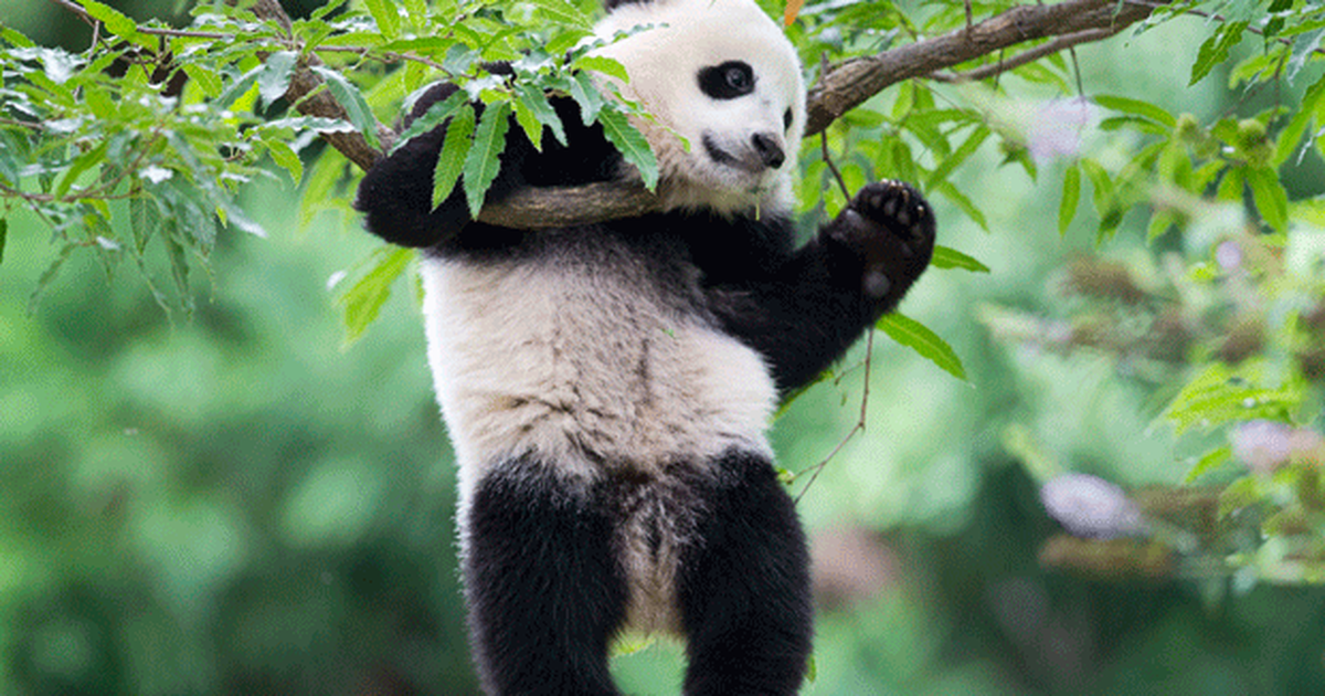 Natureza - Panda vai se mudar de zoológico de Washington para a China