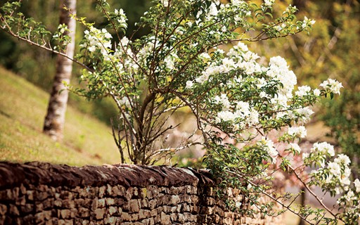 Jardinagem de iniciantes: casal cria projeto incrível em terreno limpo ...