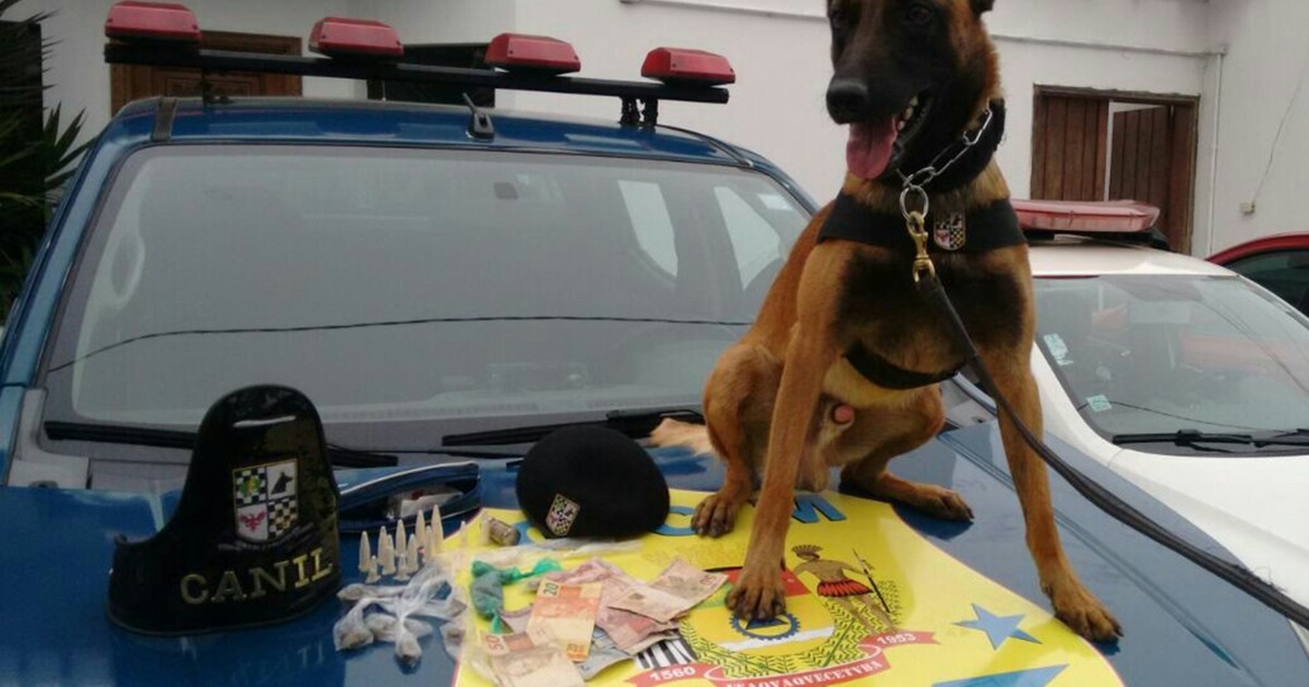 G1 - Equipe de canil da GCM apreende drogas em Itaquaquecetuba ...