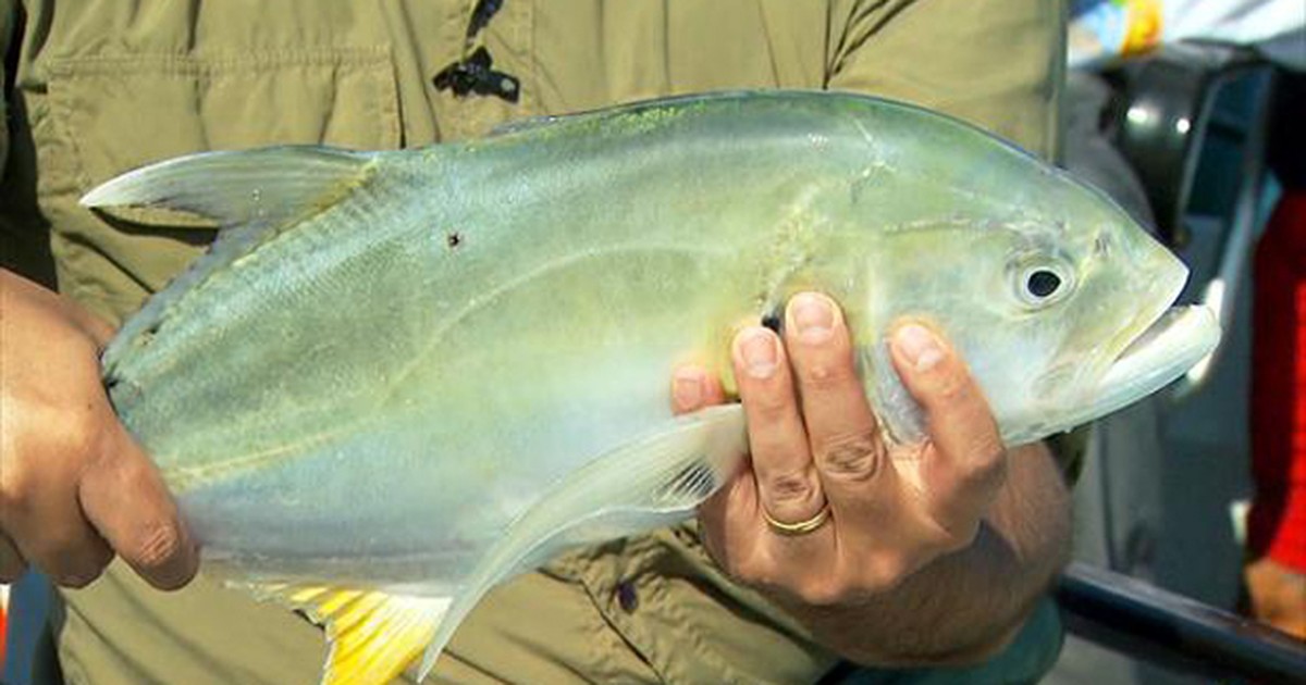 G1 - Xaréu - notícias em Fauna