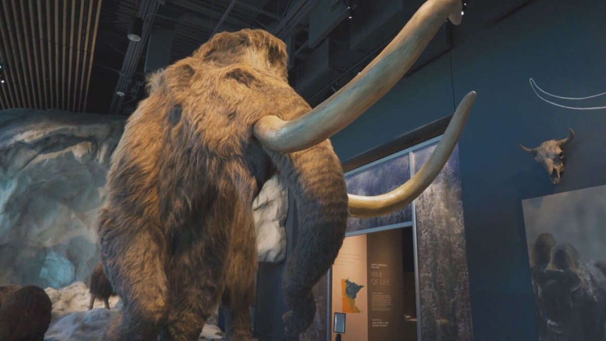 Mamute no século 21? Projeto pode recriar animal extinto há mais de dez ...