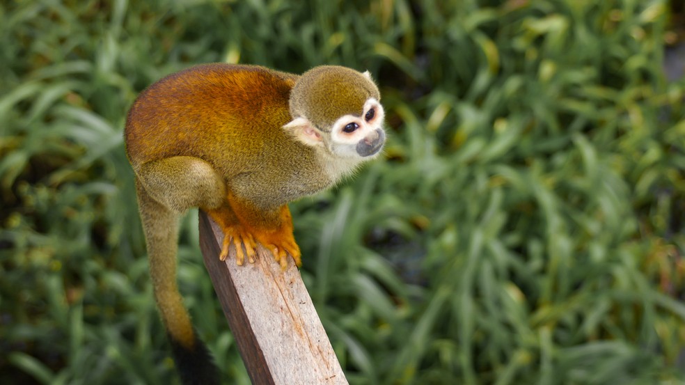 Primatas ameaçados de extinção são clicados por fotógrafo amador ...