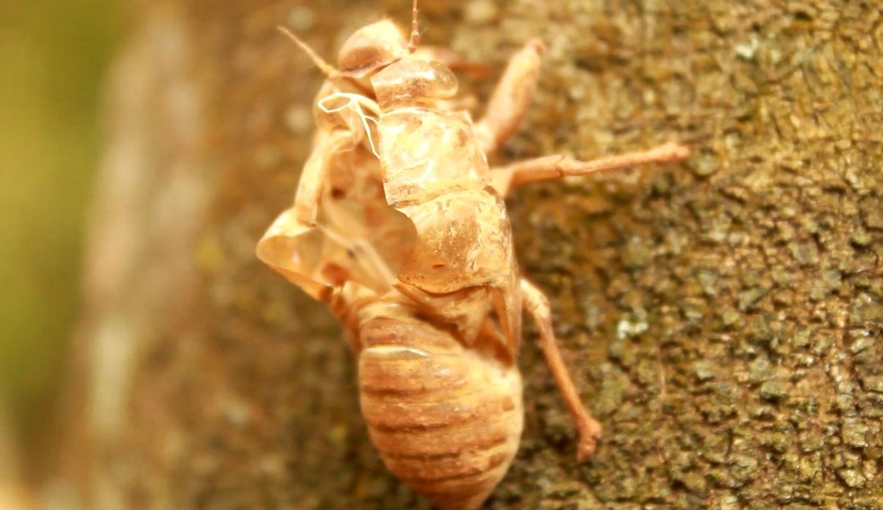5 curiosidades que você nunca imaginou sobre as cigarras | Terra da ...