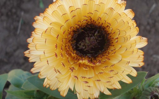 Como plantar calêndula - Revista Globo Rural | Como plantar