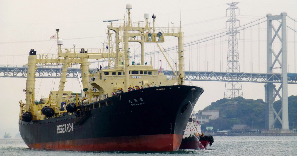 Natureza - Baleeiros japoneses caçam mais de 200 baleias grávidas na ...