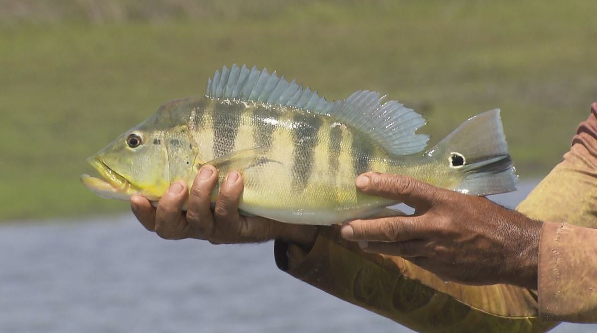 Tucunaré-azul é a estrela da pescaria na cidade de Cardoso (SP) | Terra ...