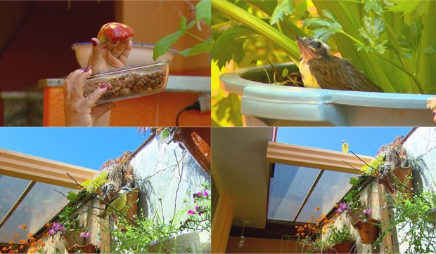 G1 - Bem-te-vis passam a fazer parte da família na cidade de São Carlos ...