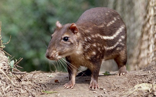 Como criar paca - Revista Globo Rural | Como criar