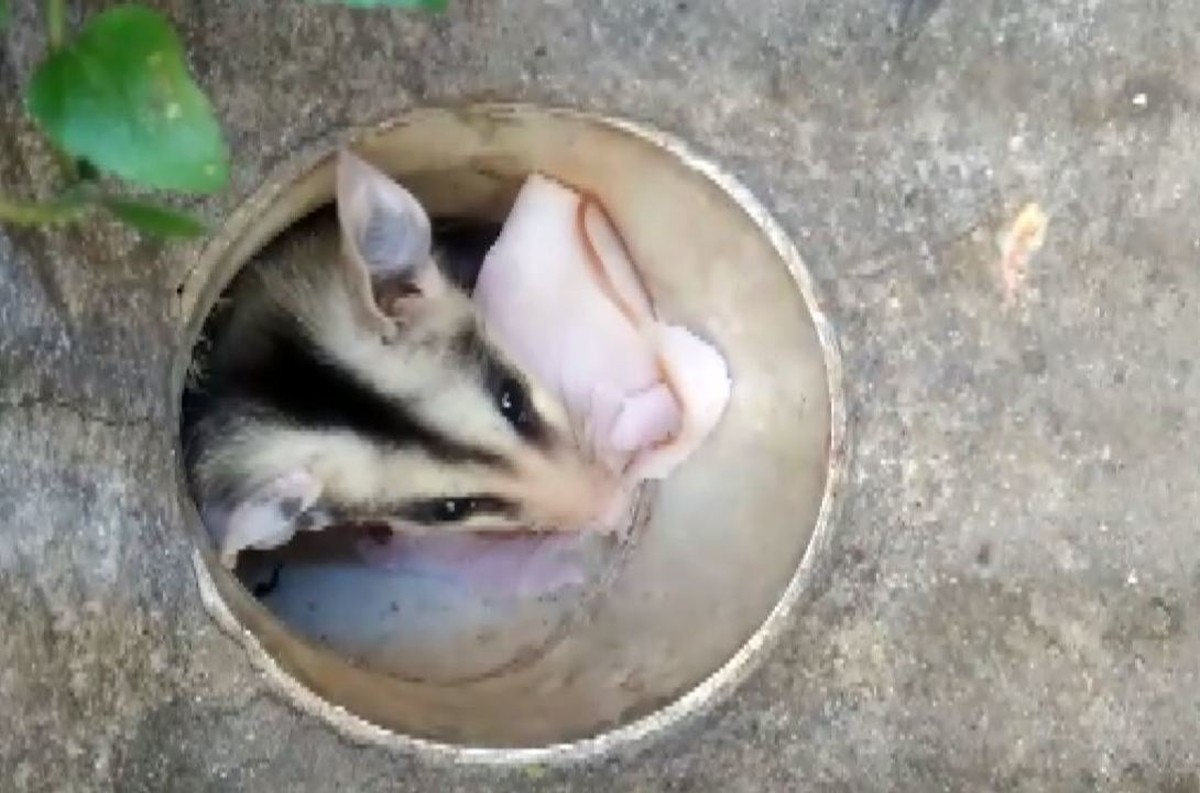 Fêmea de gambá-de-orelhas-brancas usa ralo para cuidar dos filhotes ...