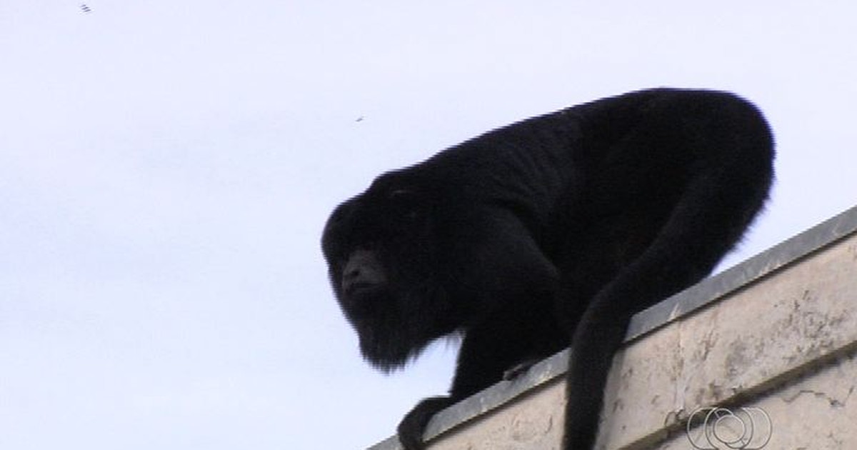 G1 - Macaco dá novo 'drible' em equipe de resgate e foge de árvore, em ...