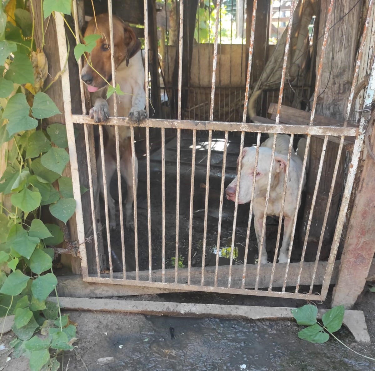 Idoso é multado em R$ 21 mil e preso em flagrante por maus-tratos a ...