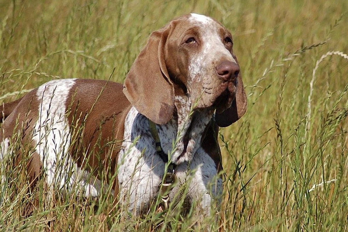 Braco italiano é a 200ª raça reconhecida pelo American Kennel Club ...