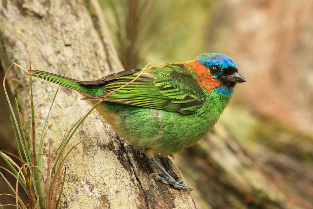 Onça-pintada é destaque entre as fotos feitas por professora | Vc no ...
