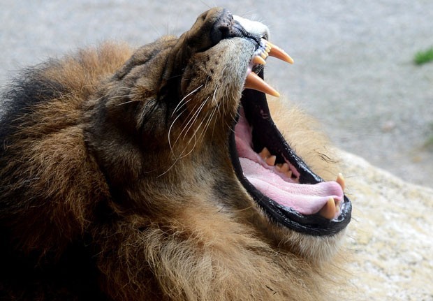 G1 - Fotógrafos registram animais bocejando pelo mundo - notícias em ...