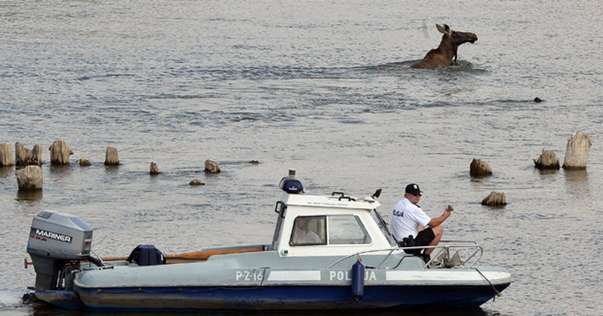 G1 - Policiais poloneses usam até barco para capturar alce que entrou ...