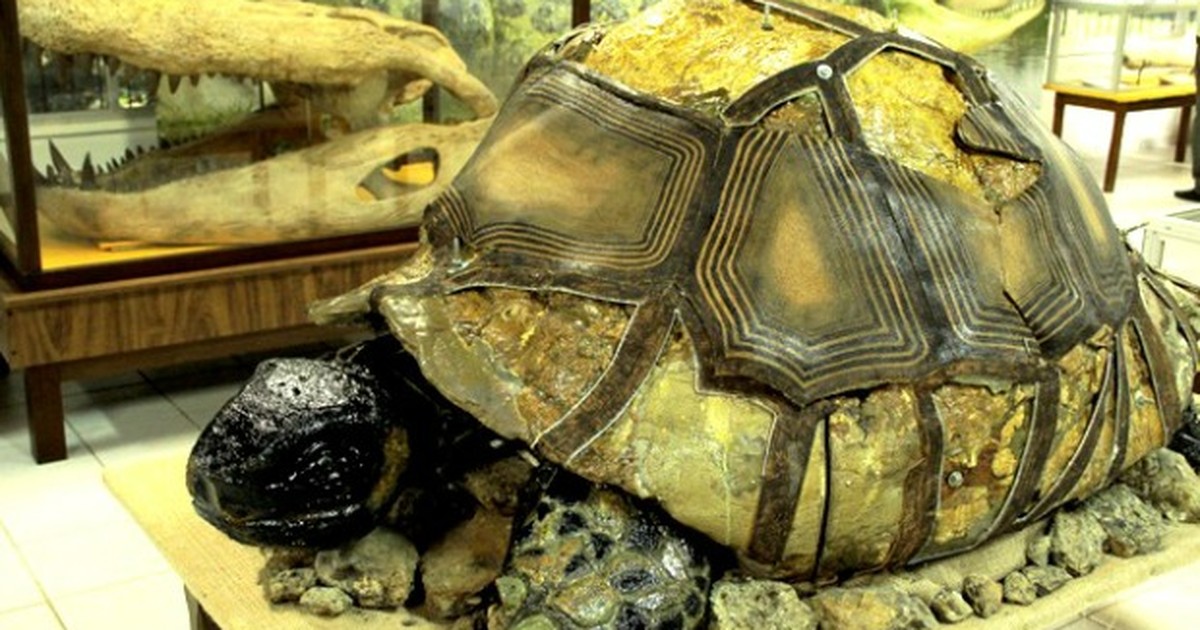 G1 - Conheça o lar do Purussauro e do Jabuti-Gigante em Rio Branco ...