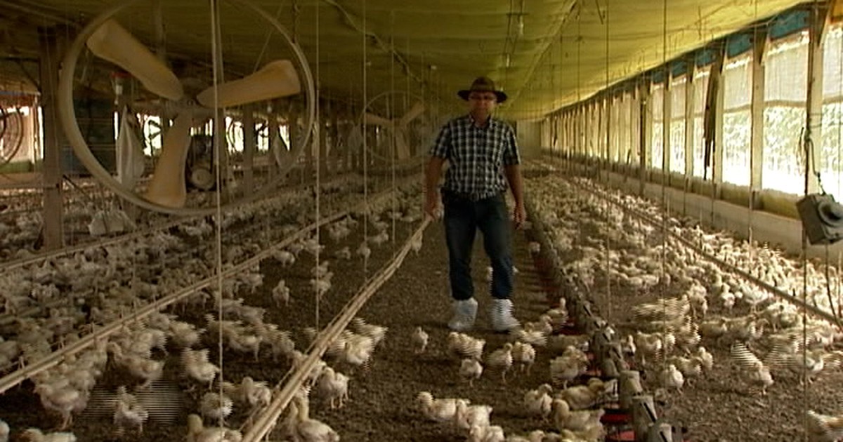 Agronegócios - Criadores de frango comemoram a recuperação do setor em ...