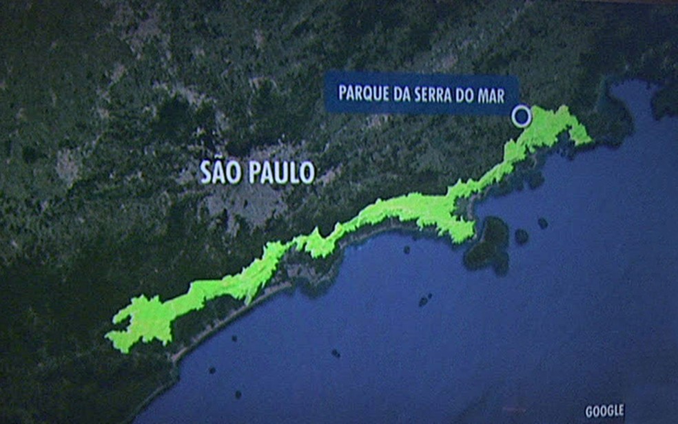 Guarda flagra desmatamento clandestino no Parque da Serra do Mar, em SP ...