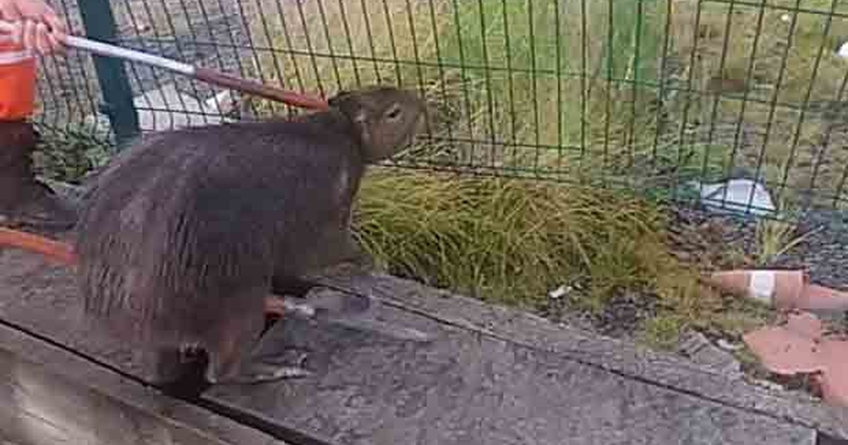 G1 - Capivara é resgatada por Bombeiros na Via Mangue, no Recife ...