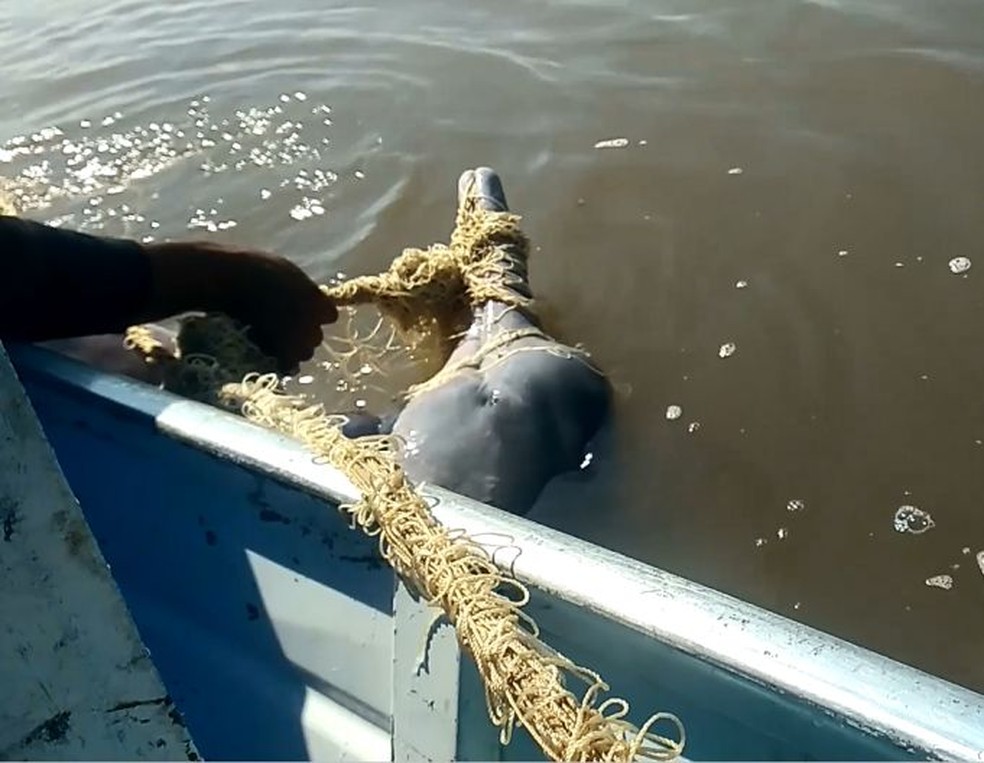 Boto cor-de-rosa é resgatado após ficar preso em rede de pesca no ...