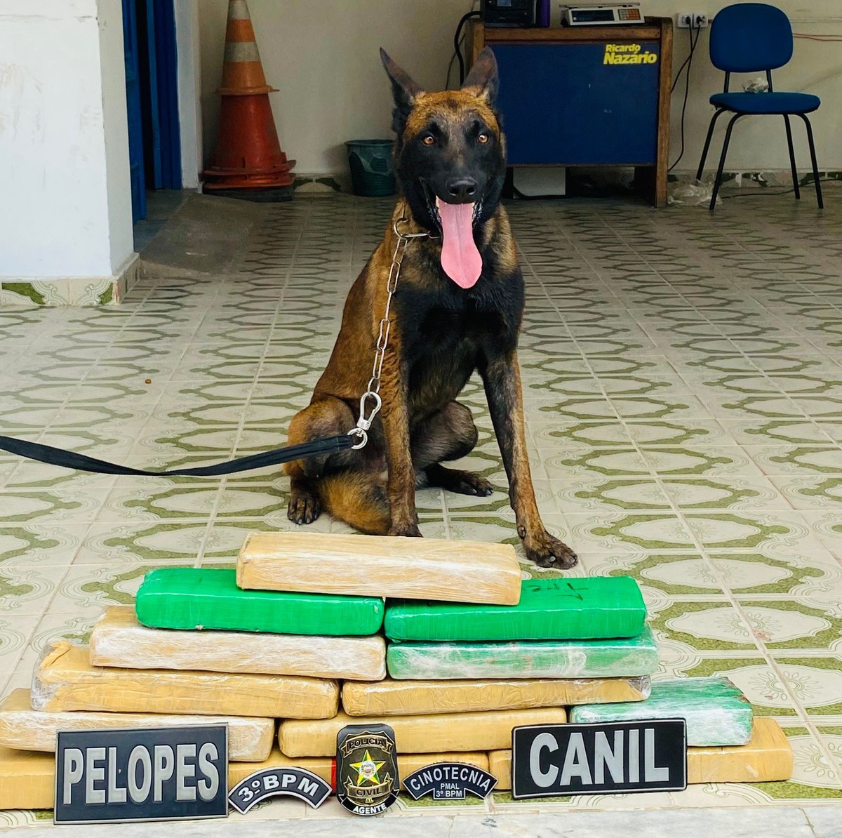 Polícia Apreende 12 Kg De Maconha Escondidos Em Quintal De Mercadinho