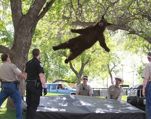 G1 - Pela 2ª vez no mês, urso é 'derrubado' de árvore em área ...