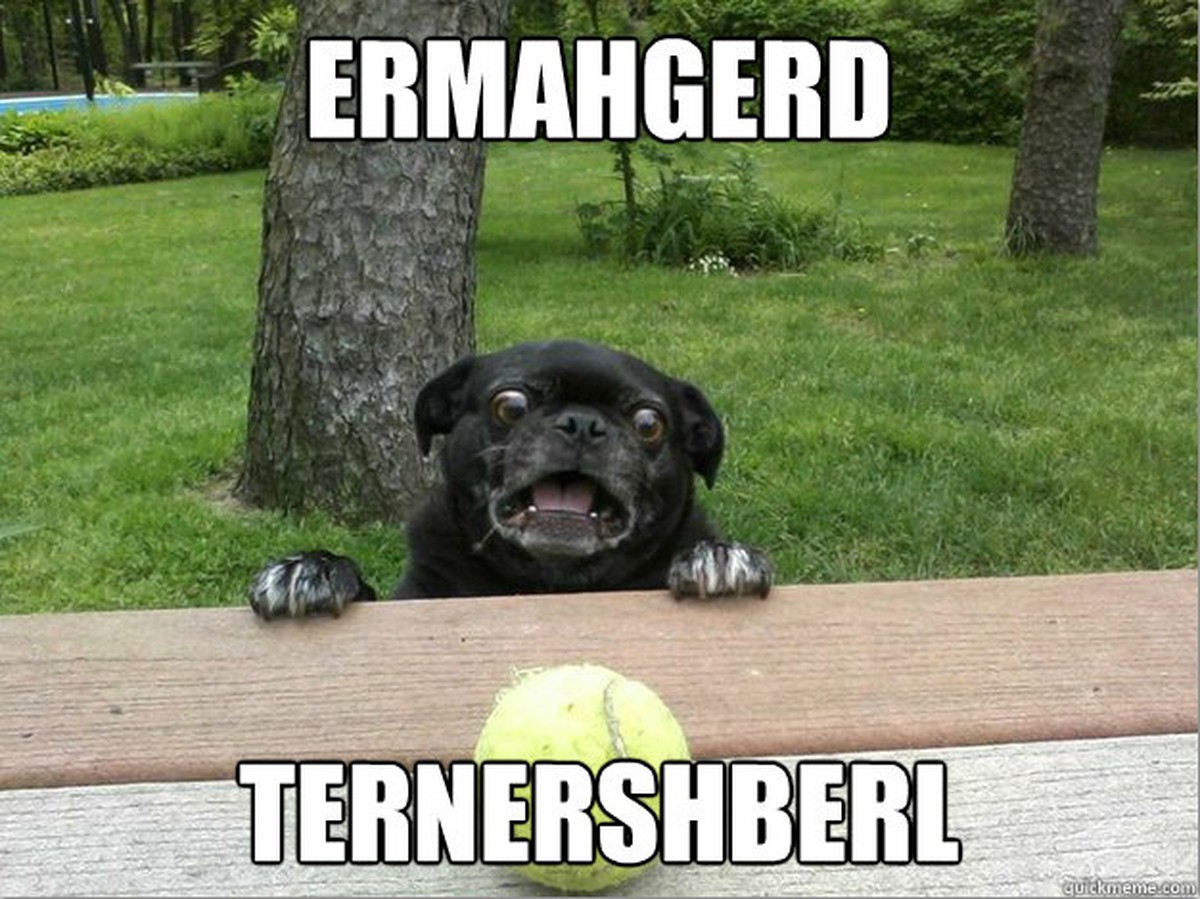 Berks Dog, cachorro latindo para bola é o novo hilário meme da web ...