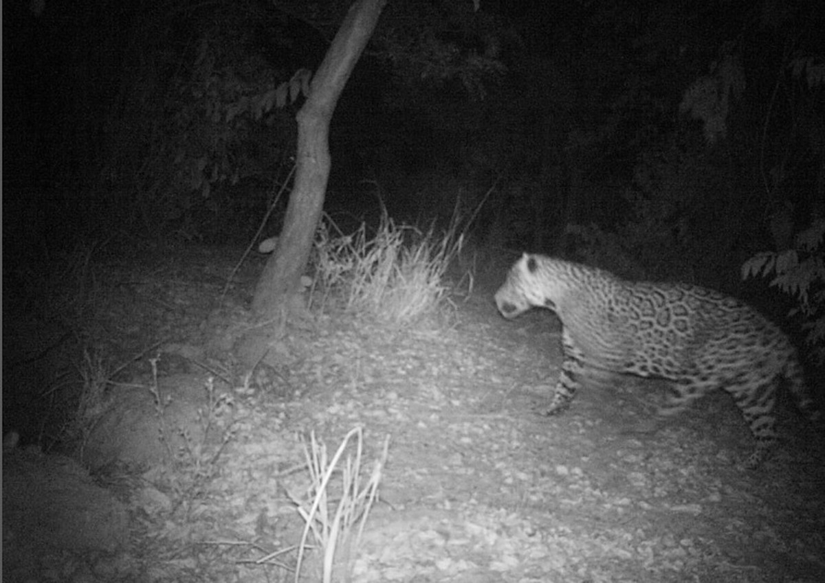 Onça-pintada é registrada em reserva de Goiás; veja fotos e vídeo ...