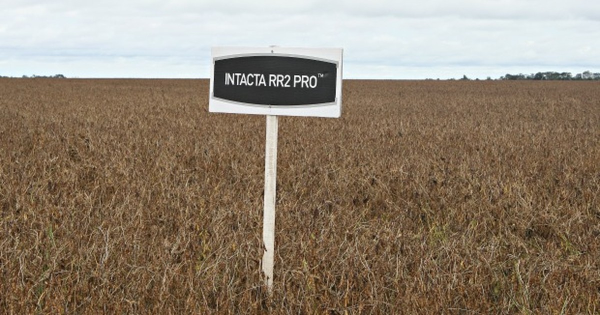 G1 - Primeiros resultados comerciais da soja Intacta começam a ser ...