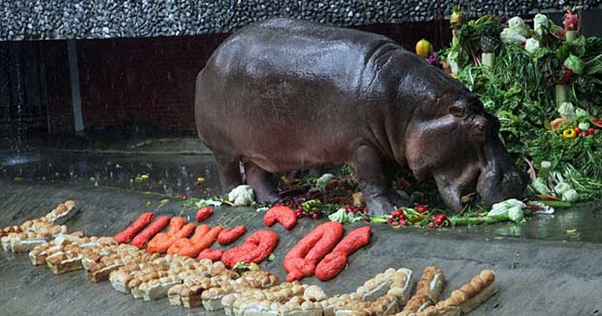 G1 - Hipopótamo completa 46 anos na Tailândia - notícias em Mundo