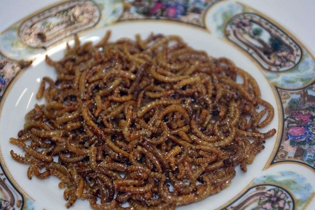 Com grilo no chocolate e larva frita, bióloga busca incluir insetos na ...