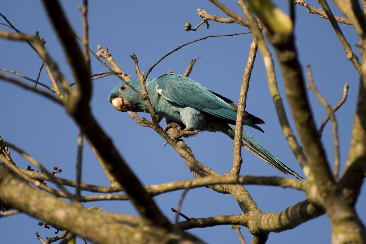 Entenda por que existem maritacas de outras cores – MRZ Notícias