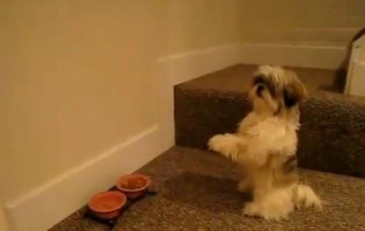 Vídeo de cachorrinho rezando antes de comer faz sucesso na Internet ...