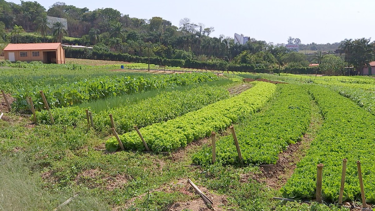 Produtores rurais apostam na diversificação para ter renda ao longo do ...