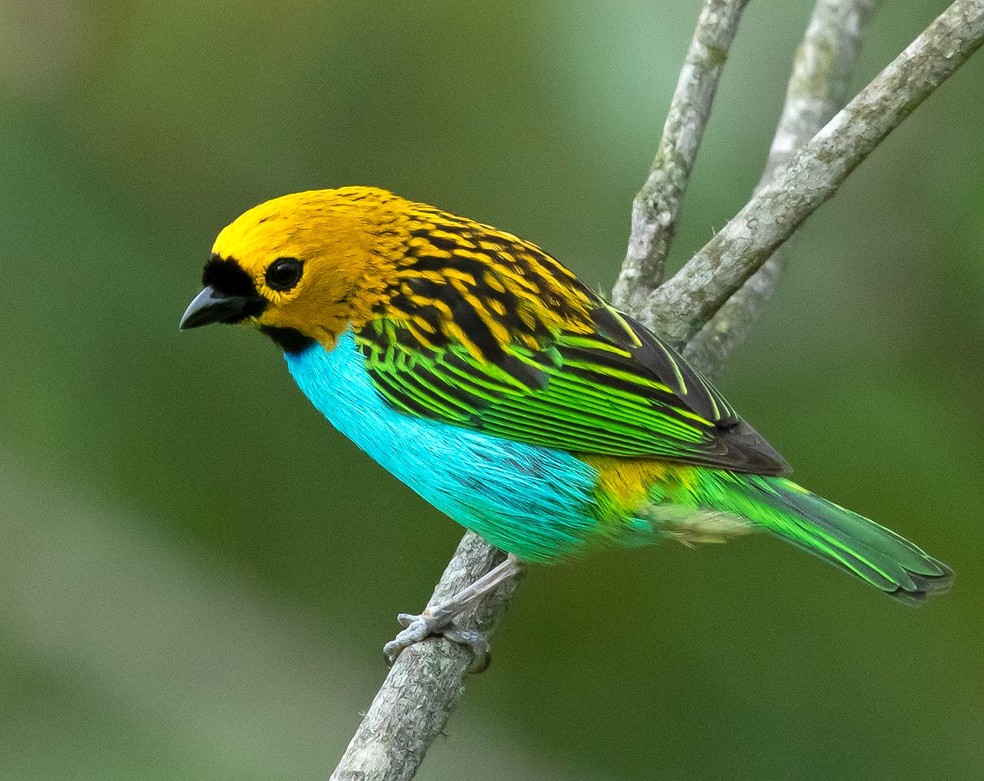 Galeria de fotos: mais de 200 espécies de aves compõem acervo de ...