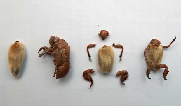 G1 - Artista chinês transforma cigarra em macaco miniatura - notícias ...