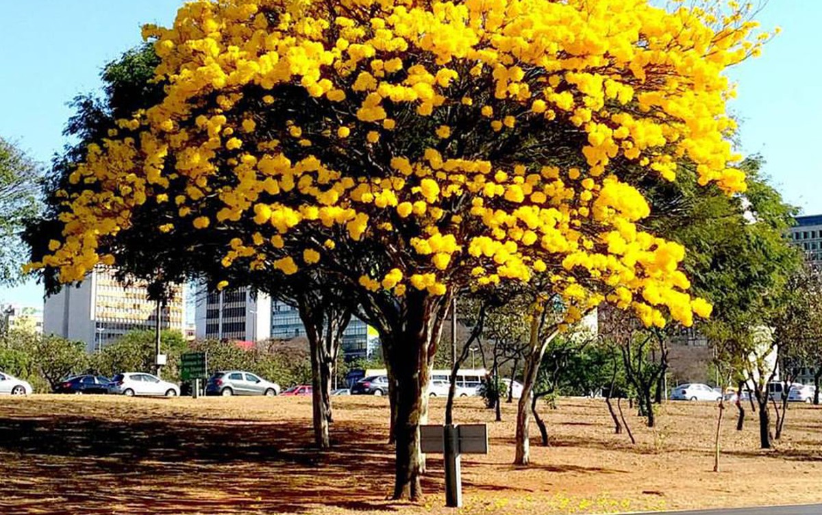Inverno chega ao DF nesta quarta trazendo mínima de até 12 ºC para ...