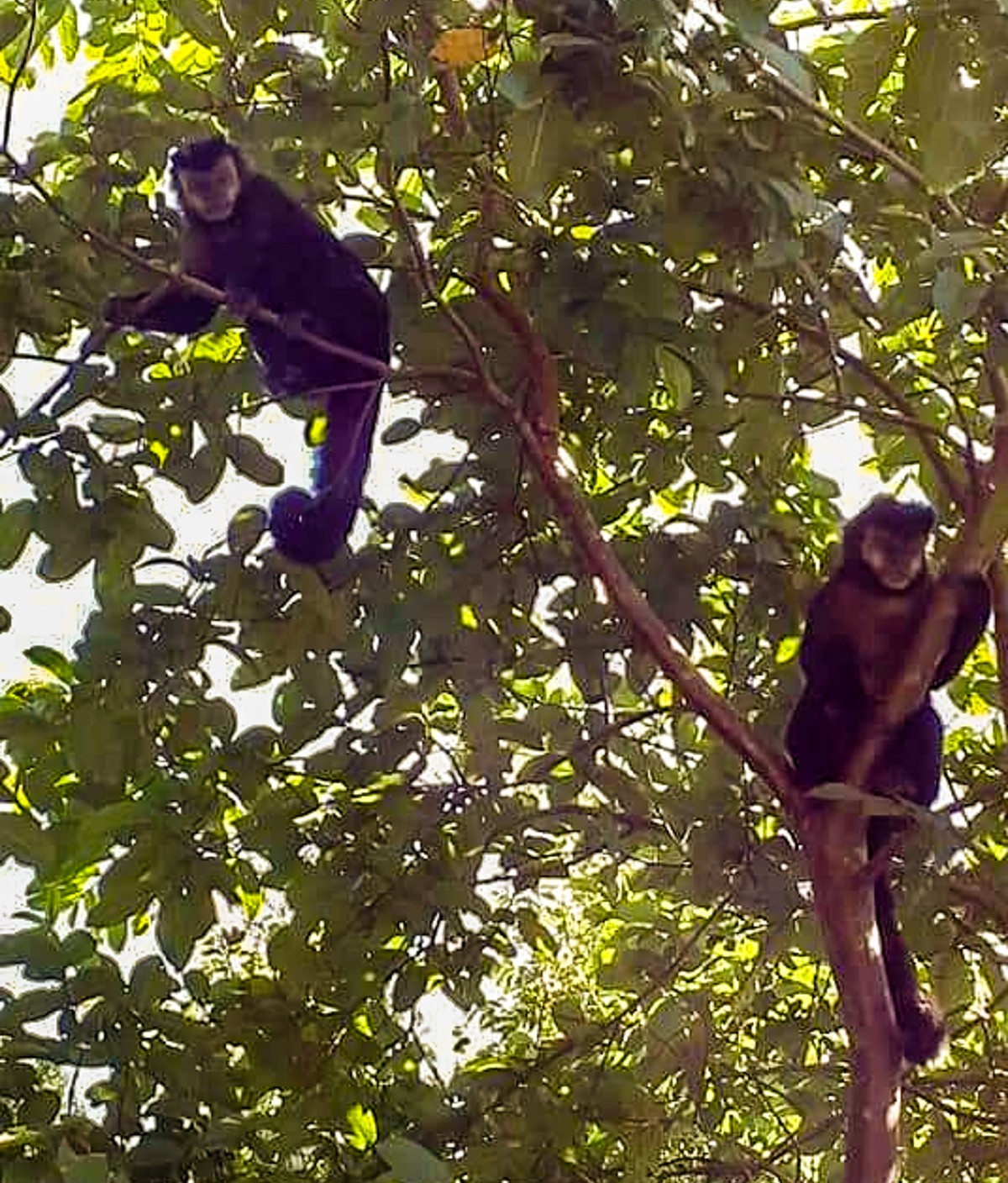 Moradores relatam aparecimento de macacos na Zona Norte de Porto Alegre ...