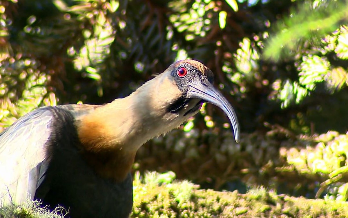 Curicacas ocorrem em grande parte do País e são conhecidas pelos gritos ...