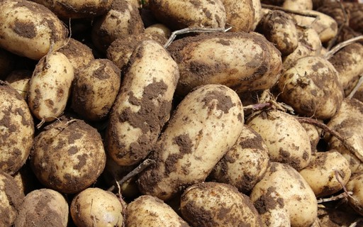 5 verdades e mitos que você escuta por aí sobre a batata - Revista ...