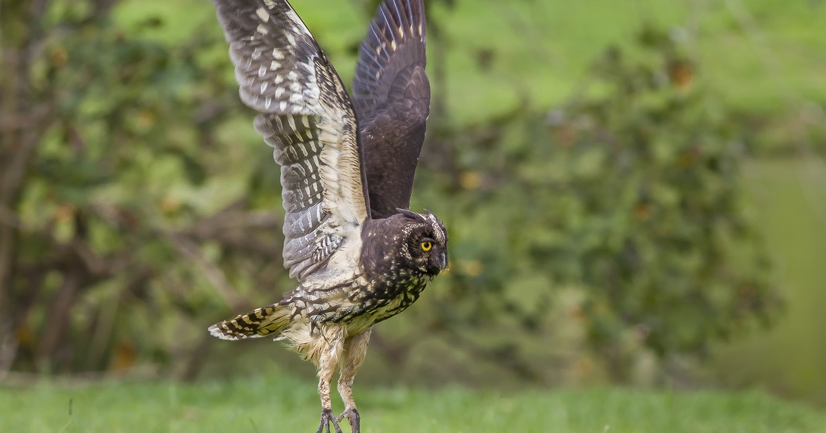 G1 - Mocho-diabo é fotografado durante o dia em parque de Campinas (SP ...