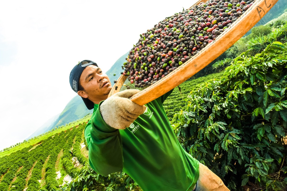 Robusta coffee price reaches all-time high | Agribusiness ...
