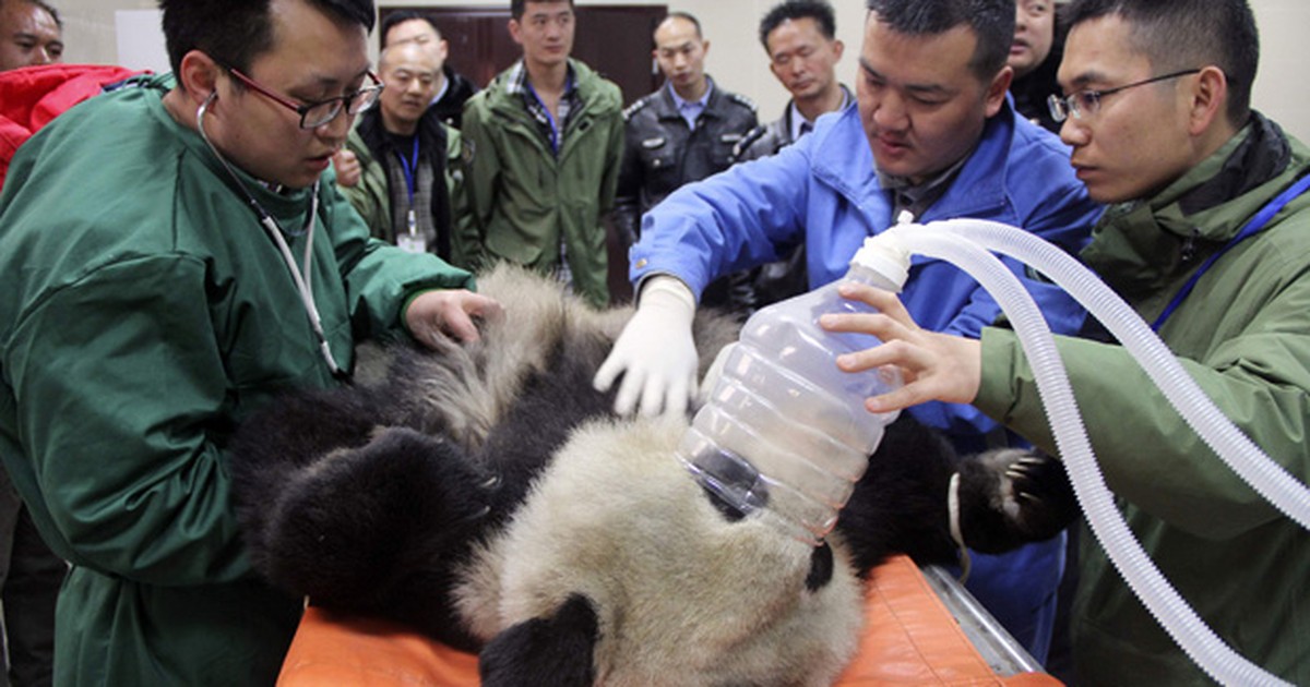 Natureza - Panda gigante doente é resgatado e recebe tratamento na China