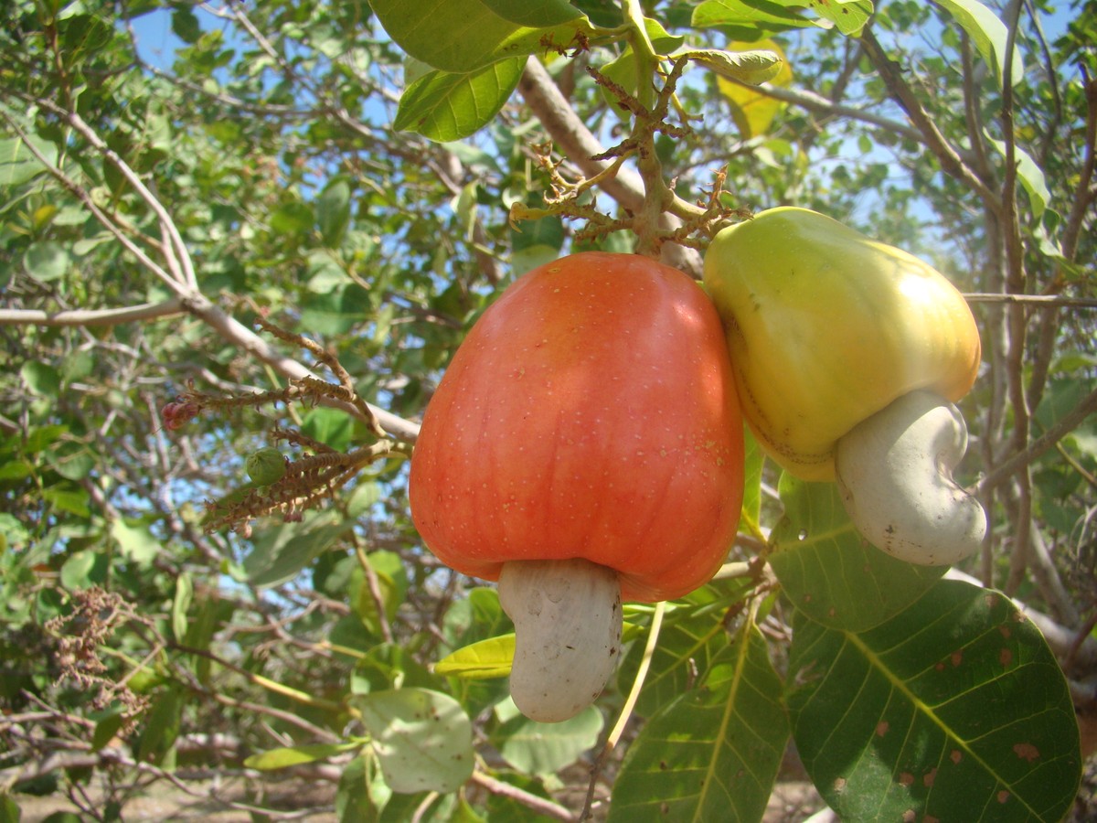 Festival do Caju dá visibilidade à cultura e produção da fruta em ...