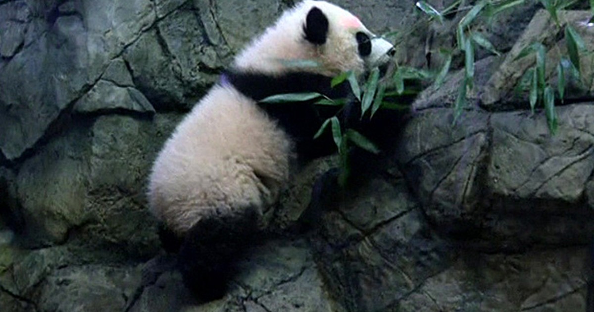 Natureza - Bebê panda faz primeira aparição pública em zôo dos EUA