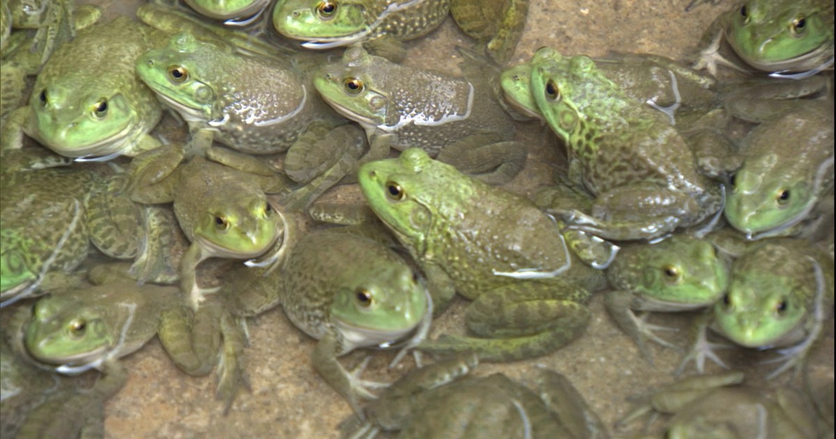 Globo Rural - Brasil é segundo maior criador de rãs do mundo