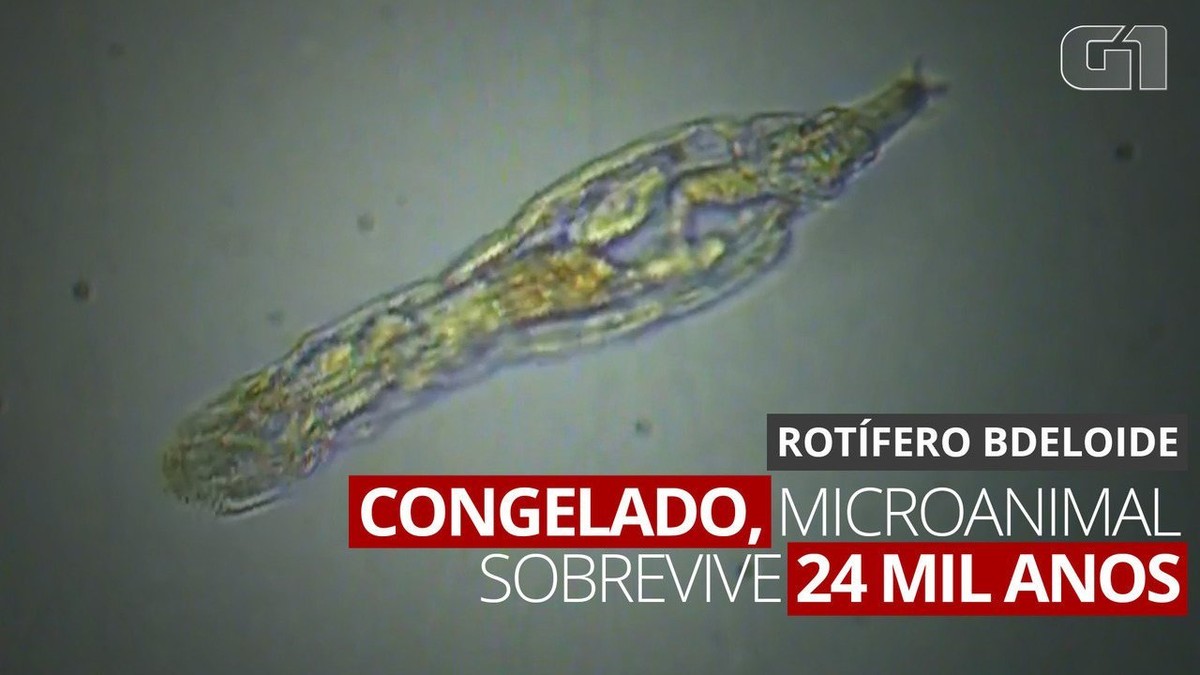 Animal microscópico sobrevive 24 mil anos no permafrost siberiano ...