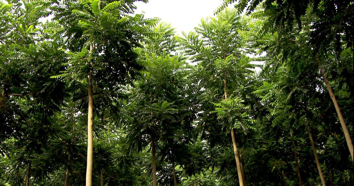 Agronegócios - Conheça o cedro-australiano, cultivado para produção de ...